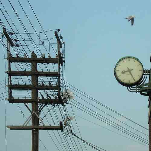 309A Électricien Exigences de la Licence