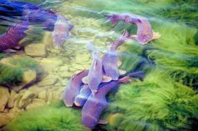 Comment Fumer le poisson-chat