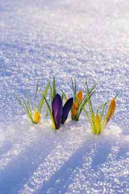 Rares Fleurs Qui Poussent dans la Neige