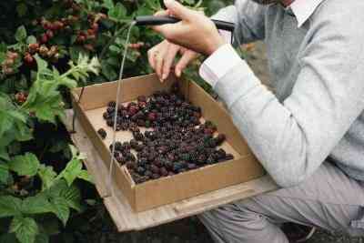 10 De La Fructification Des Plantes