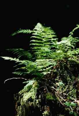 Plantes & les Arbres que Vous Trouvez dans les Bois