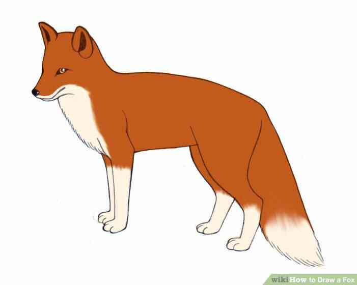 Comment Dessiner un Renard