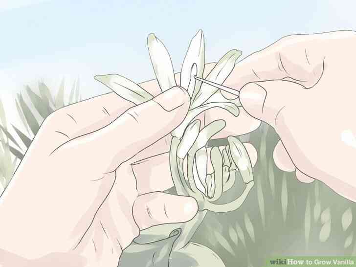 Comment Cultiver la Vanille