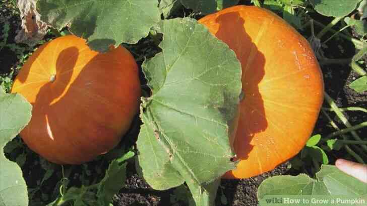 Comment faire Pousser une Citrouille