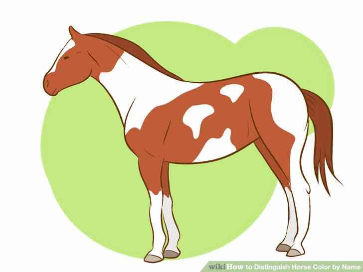 Comment Distinguer un Cheval de Couleur par son Nom